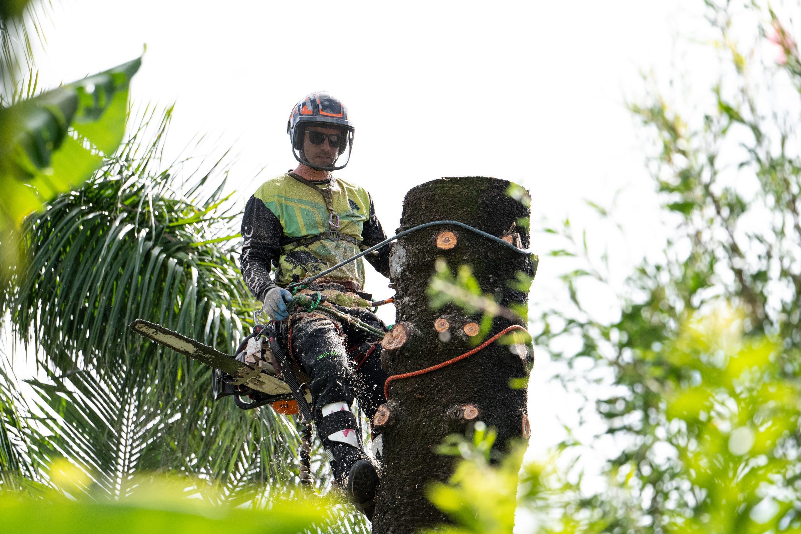 Tree Lopping Gold Coast | Affordable Tree Lopping Gold Coast